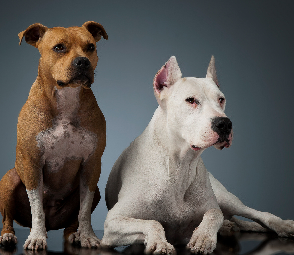 Poznaj 10 najpopularniejszych ras psów obronnych