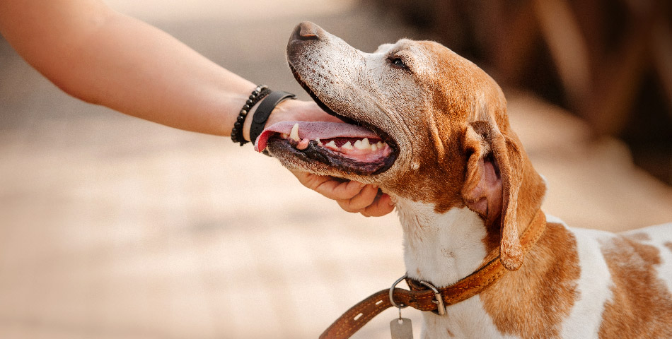 Alimenti dietetici per cani
