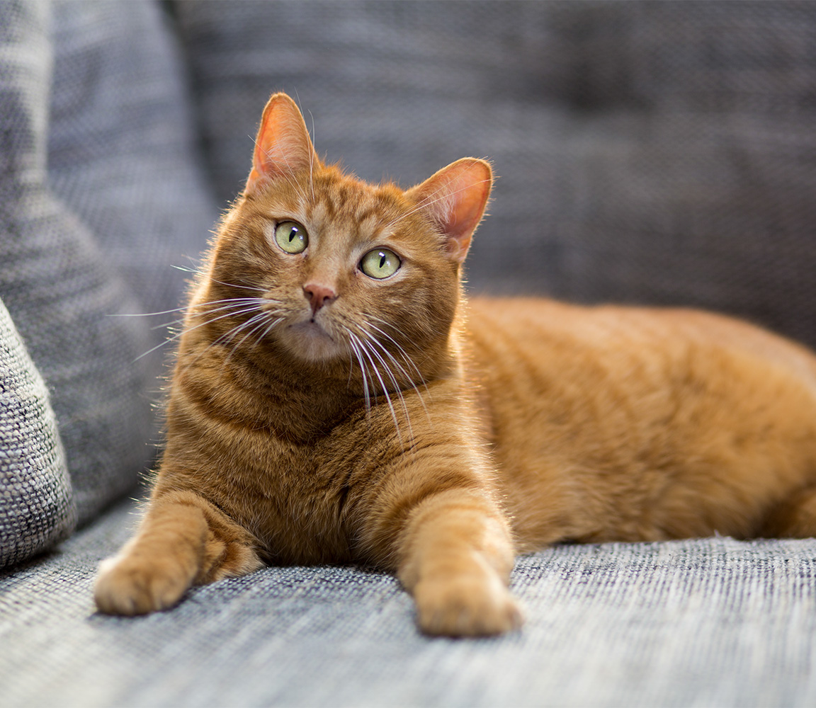 5 faktów i mitów o rudych kotach, które musisz poznać