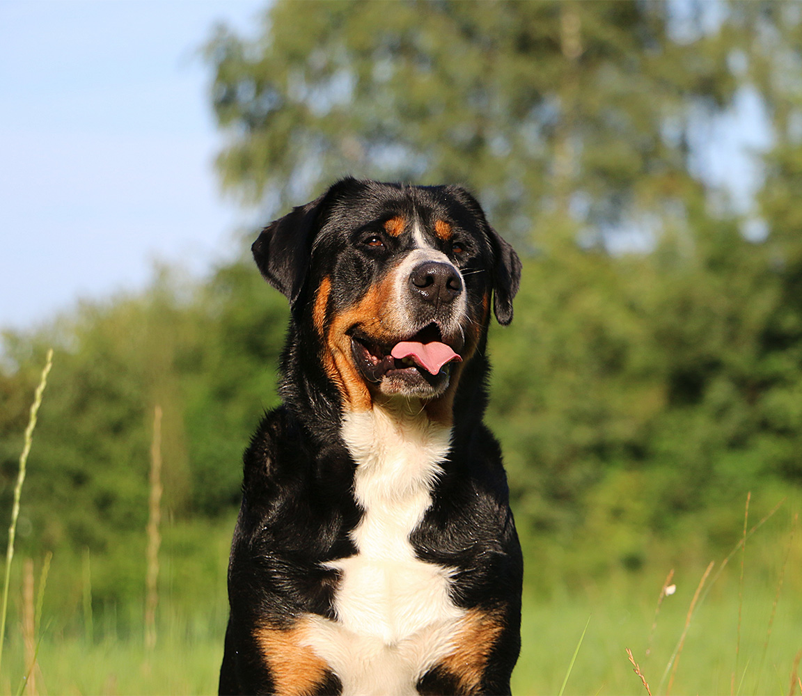 Duży Szwajcarski Pies Pasterski