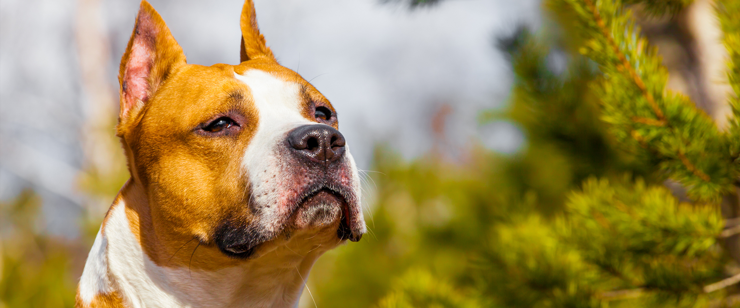 Poznaj 10 najpopularniejszych ras psów obronnych