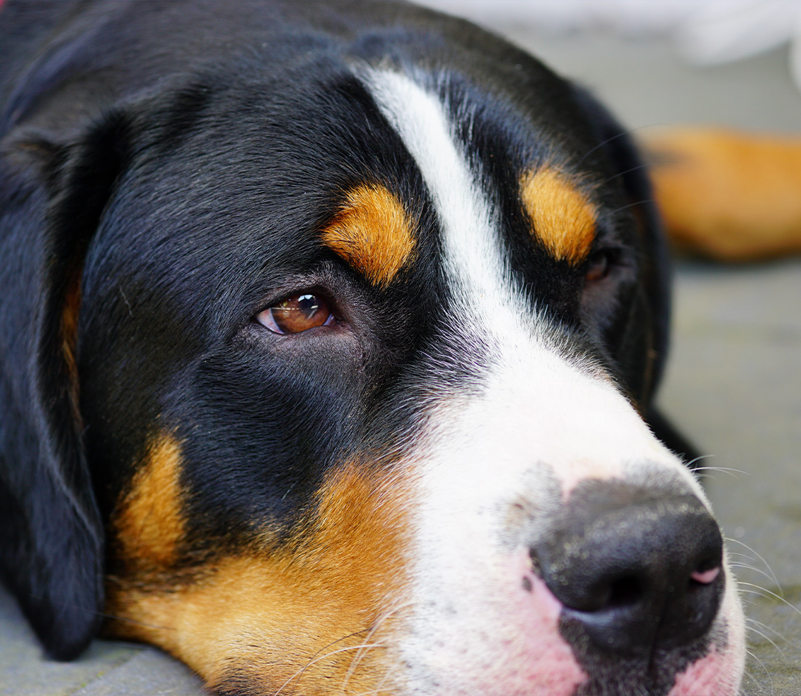 Duży Szwajcarski Pies Pasterski