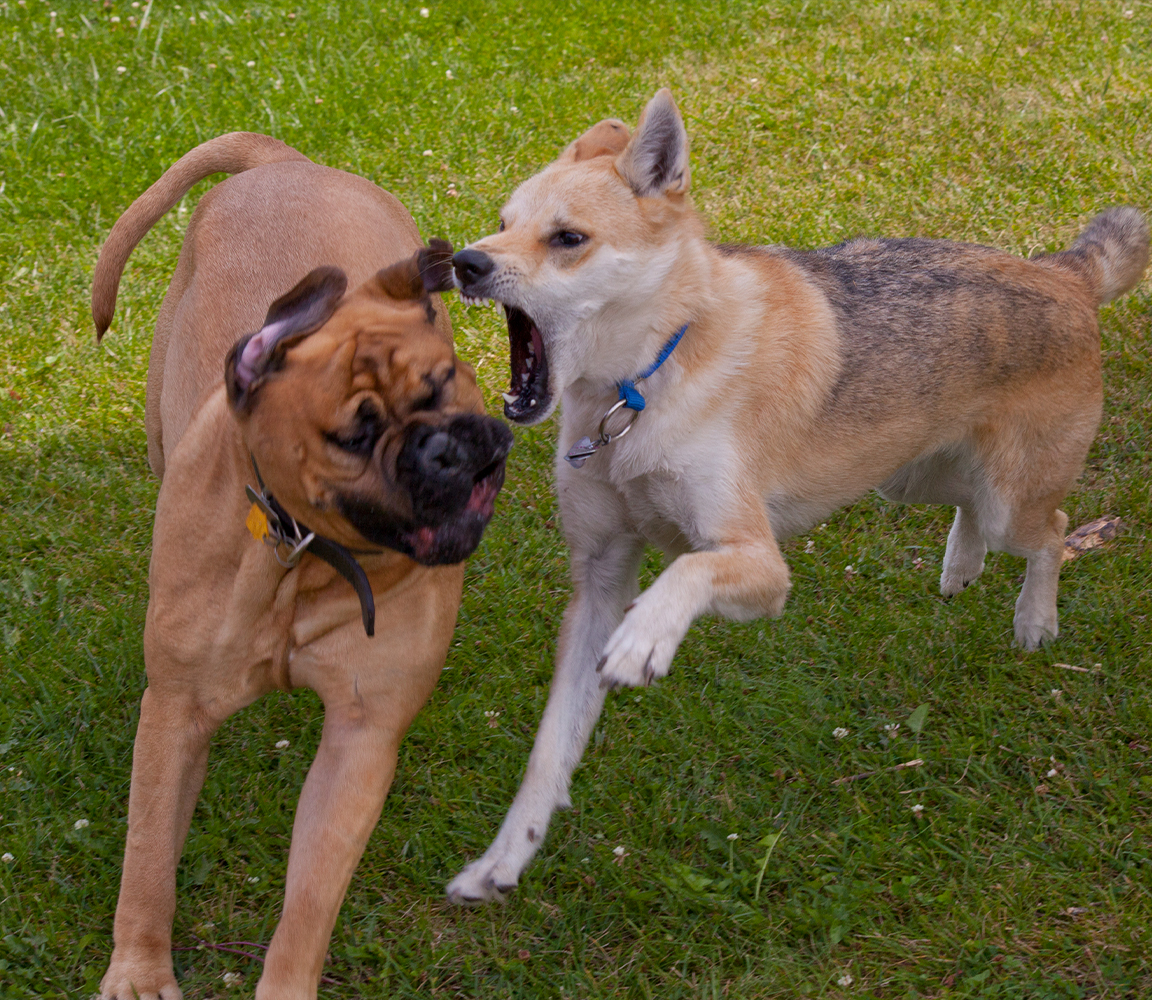 Poznaj 10 najpopularniejszych ras psów obronnych