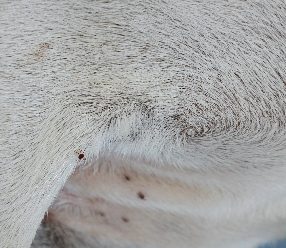 Jak rozpoznać i jak leczyć pasożyty u psa? Profilaktyka i leczenie