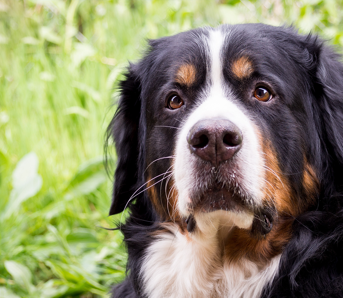 Duży Szwajcarski Pies Pasterski
